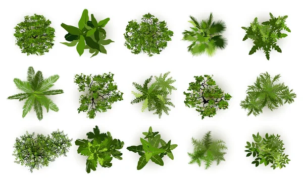 100,000 Top view trees Vector Images | Depositphotos