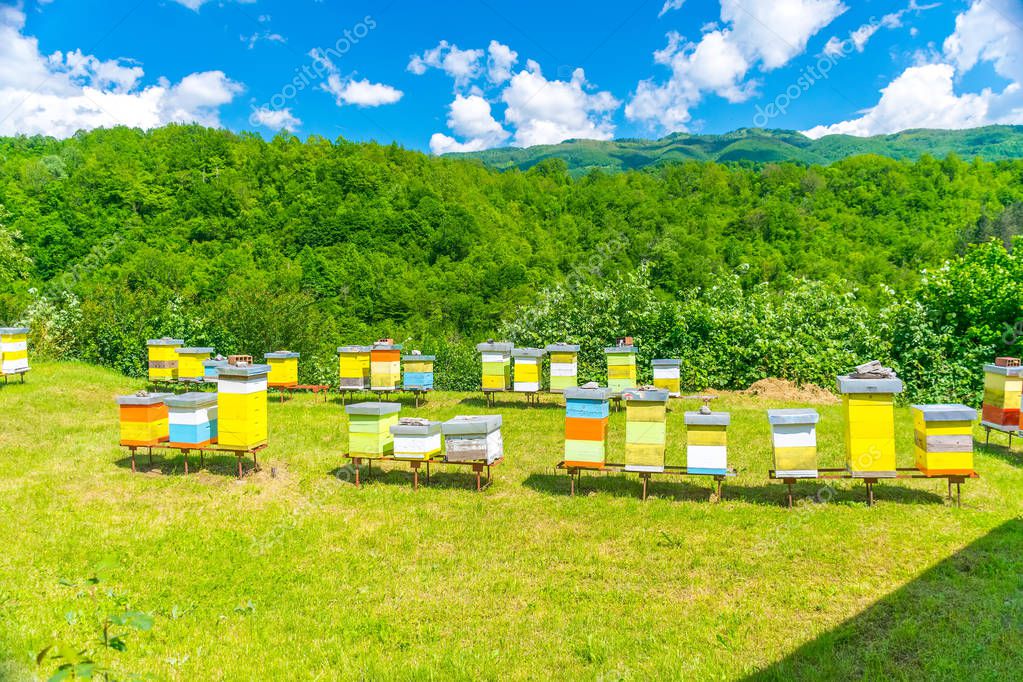 En territorio del Monasterio de Moraca apiario con abejas. 2023