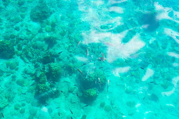 Stingray reef Stock Photos, Royalty Free Stingray reef Images ...