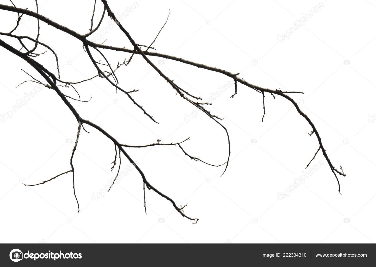 Dead Dry Big Tree Art Nature Black White Isolated White Stock Photo by ...