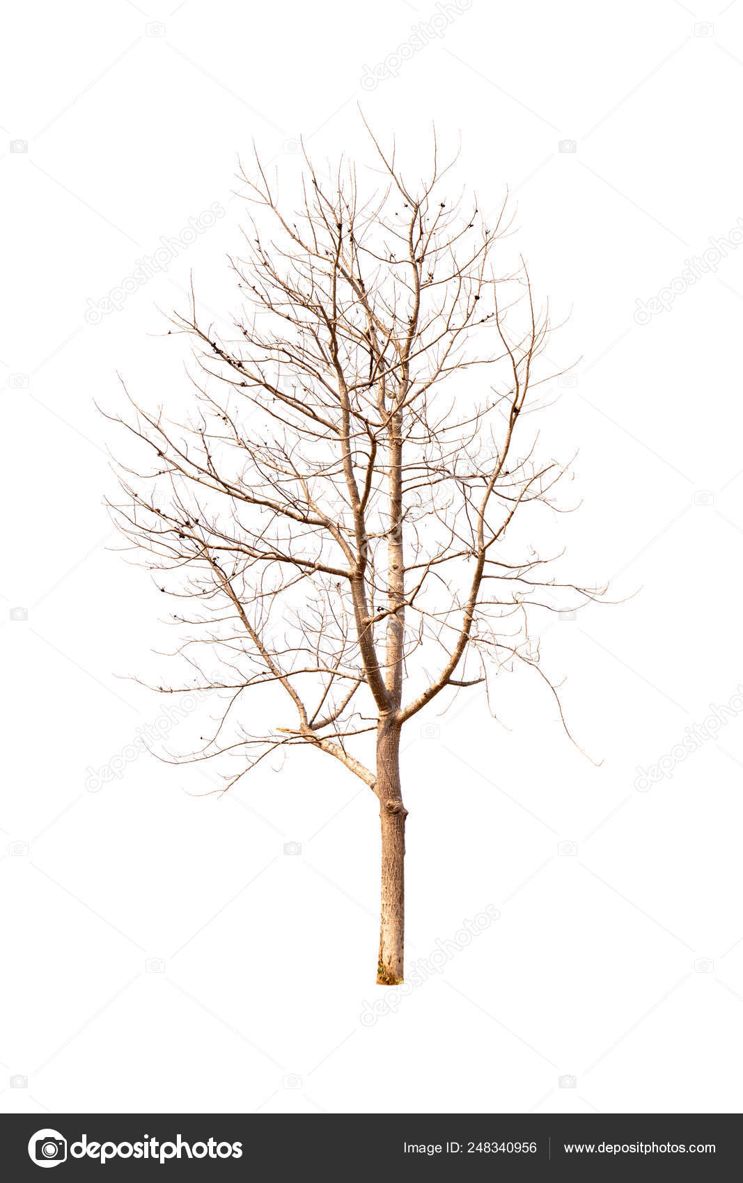 Single old and dead tree isolated on white background Stock Photo by ...