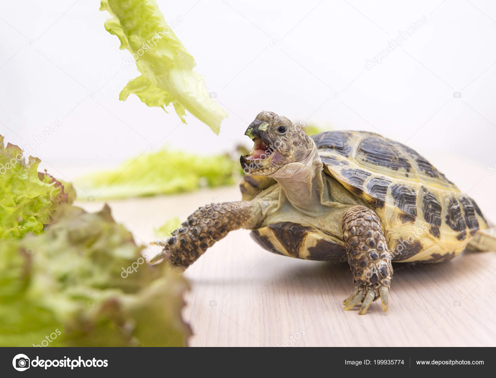 Turtle Eating Lettuce Gif