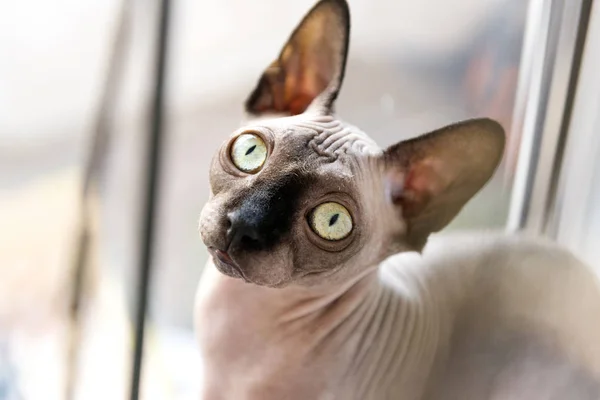 Bald cat Stock Photos, Royalty Free Bald cat Images | Depositphotos