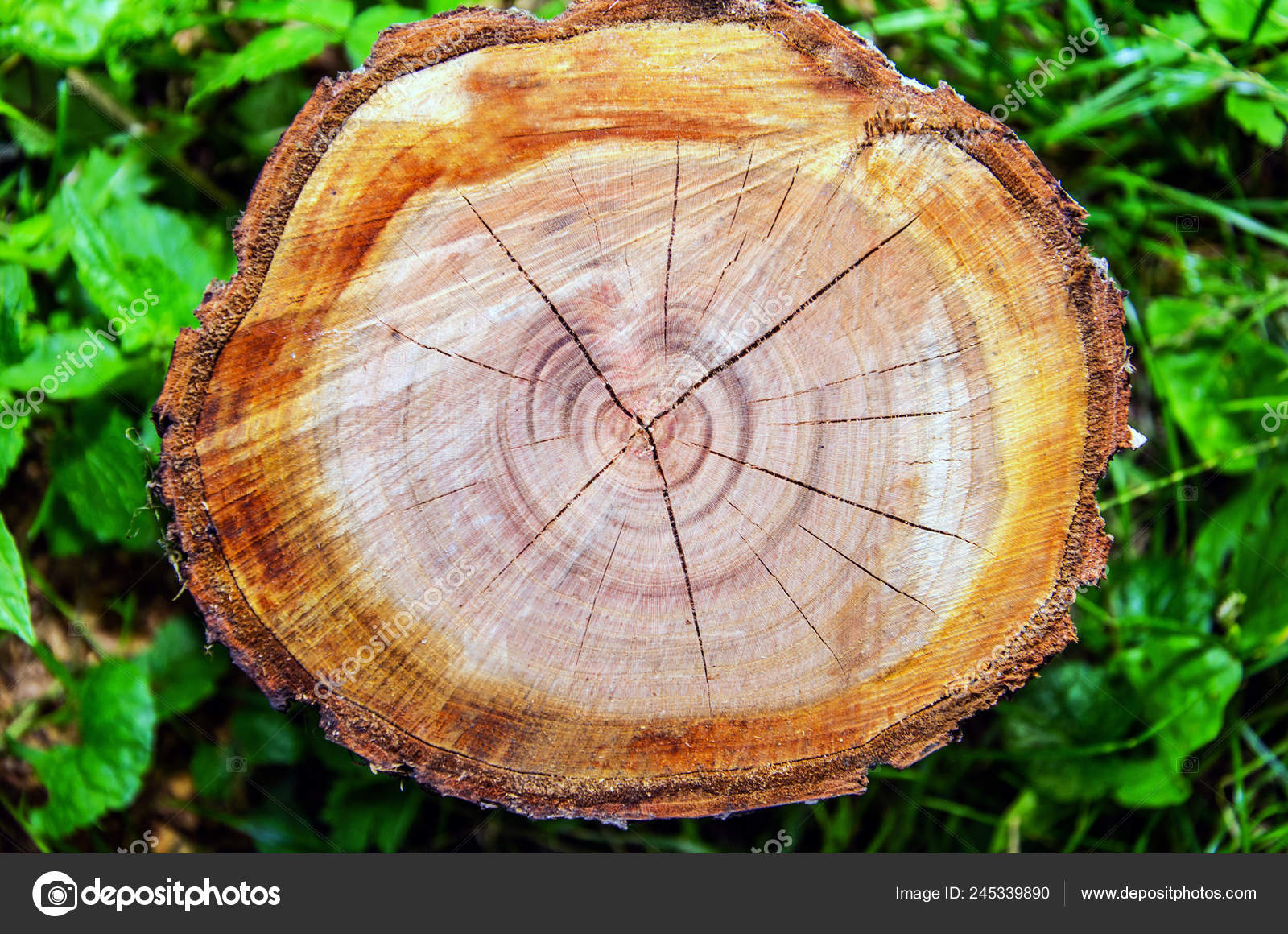 Stump Annual Rings Lower Part Sawn Tree Stock Photo by ©r79Oleg 245339890