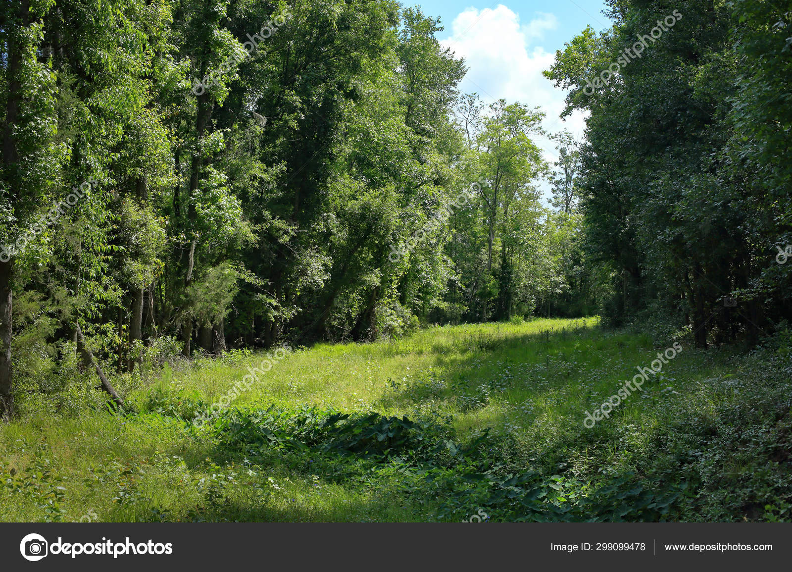 Open space a forest in coastal Georgia — Stock Photo © jwijsman #299099478