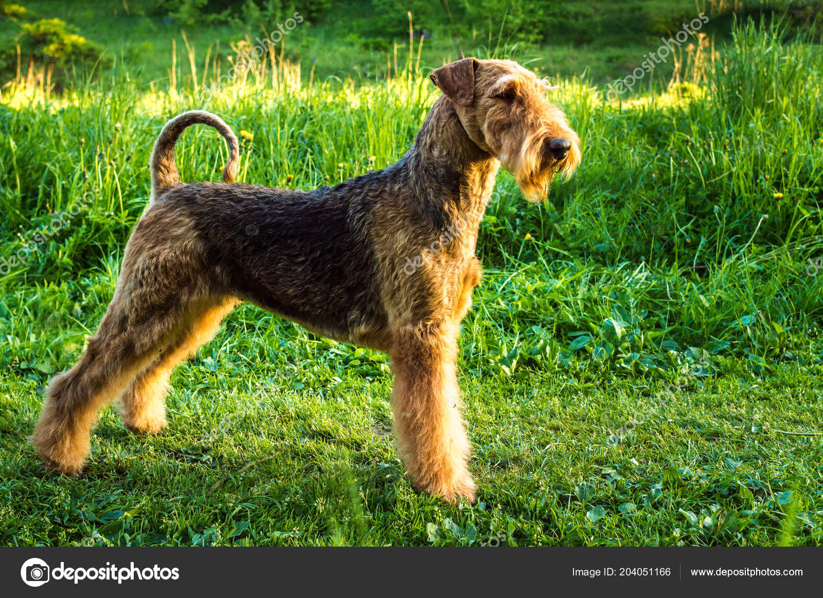 Airedale Terrier Stands Background Green Grass Park Stock Photo by ...
