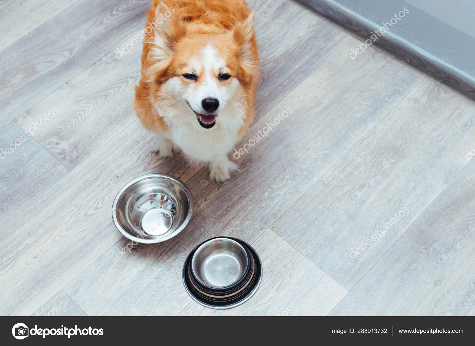 Empty Dog Food Bowl