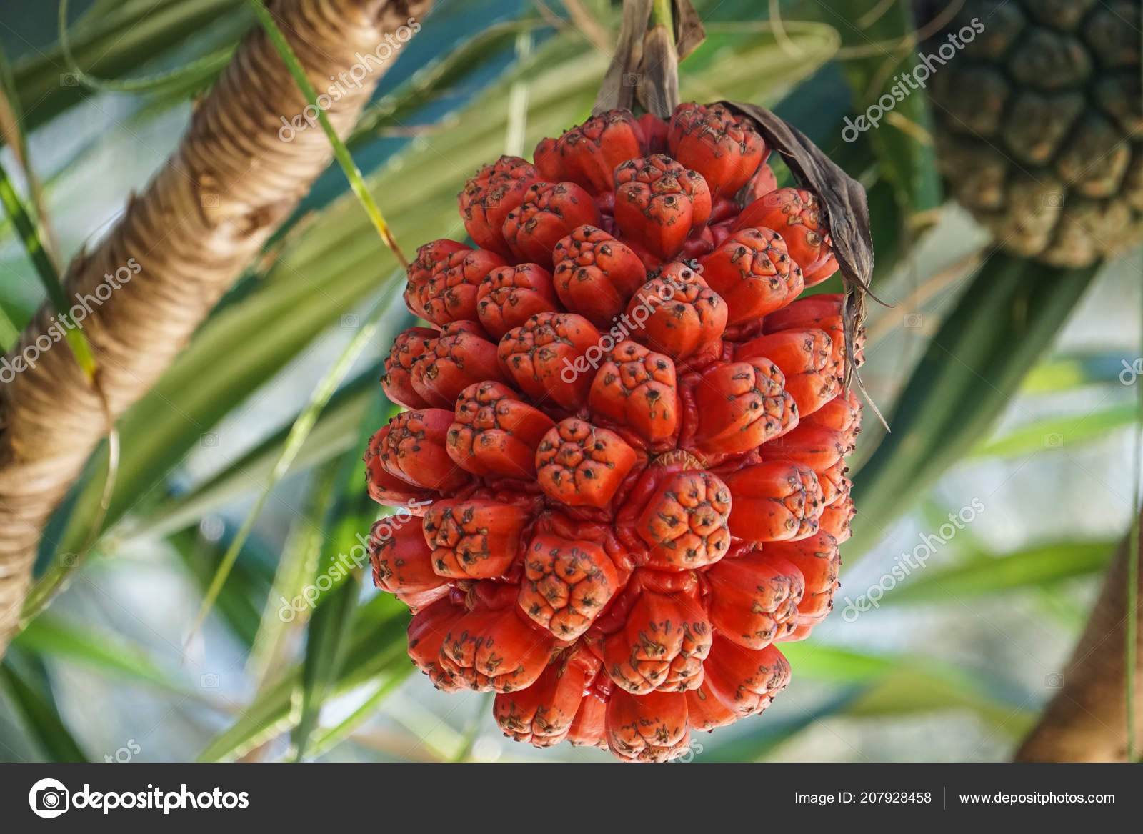 Seeds Sea Pandanus Screw Pine Plant Tree — Stock Photo © tarnrit #207928458