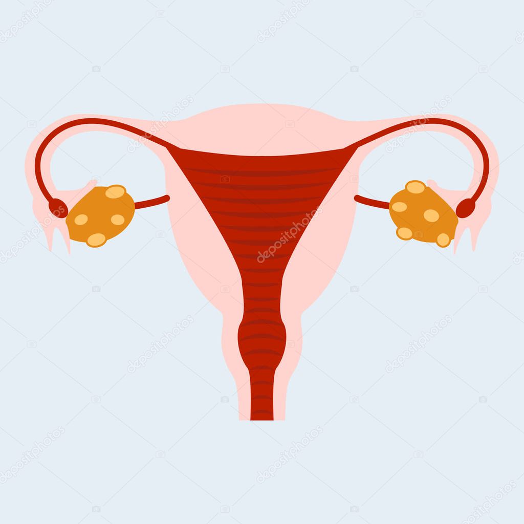 Sistema reproductivo femenino anatómico. Genitales de la mujer ...