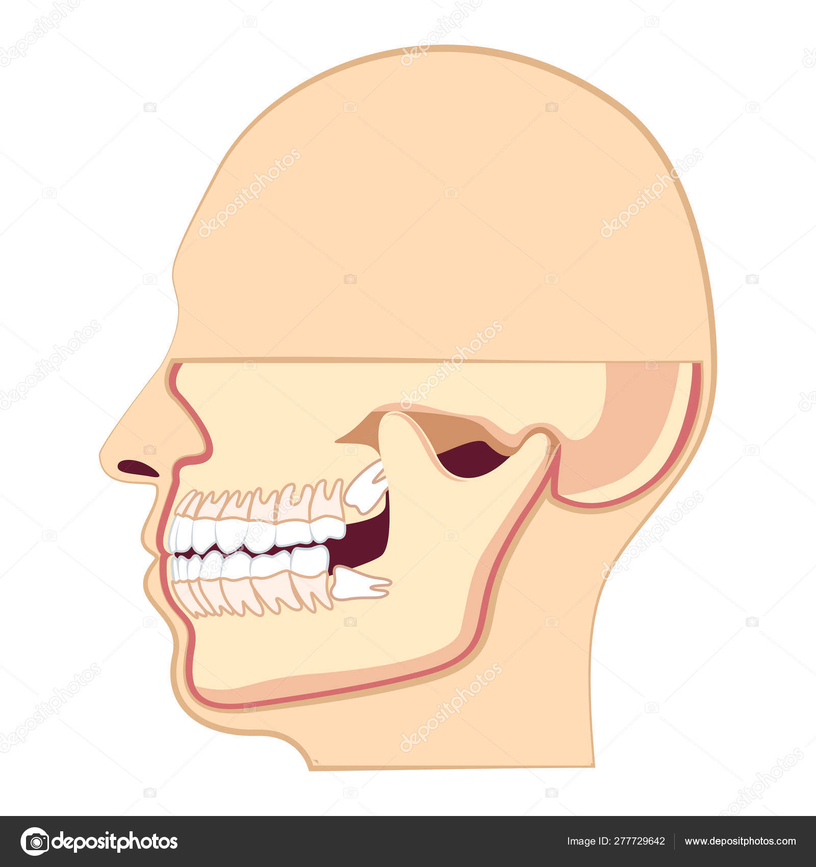 Human Teeth Diagram Side View