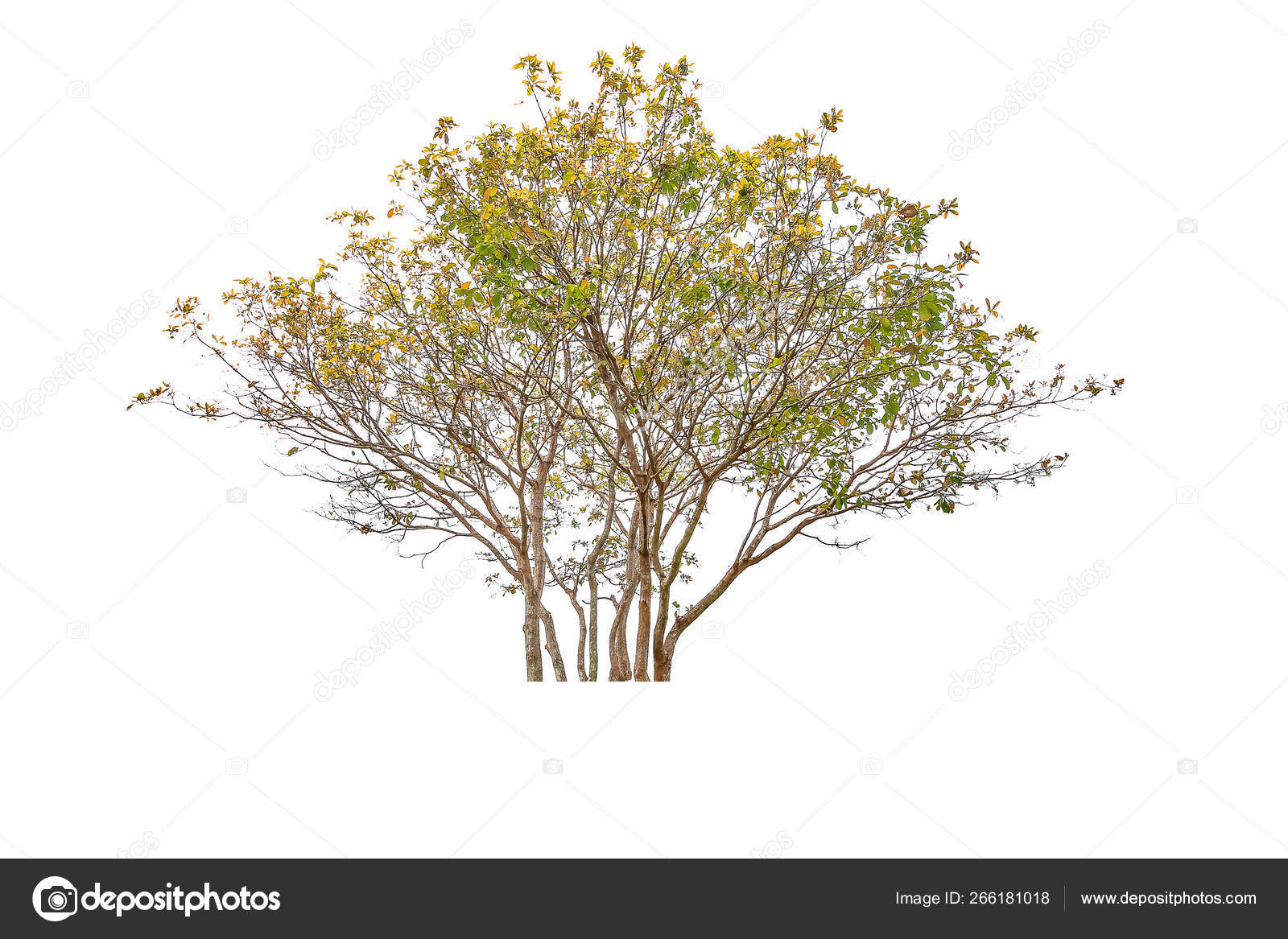 Isolated Simple Normal Tree White Background Set Tree Collection ...