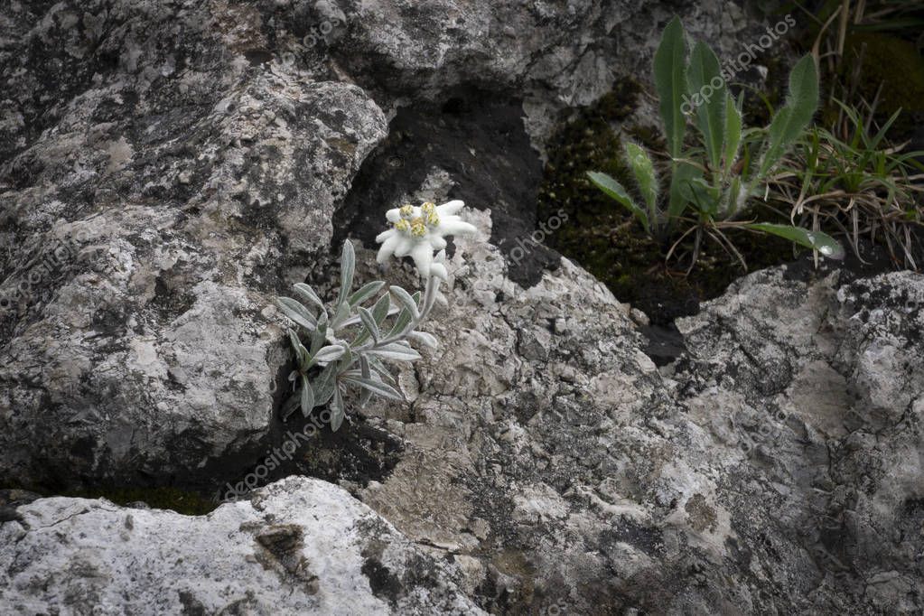 Edelweiss protegido flor rara en las montañas de Tatra. 2024