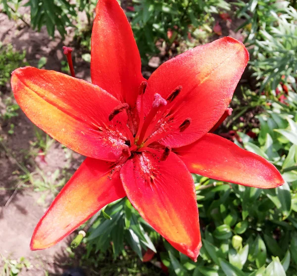 Fleur de lys rouge images libres de droit, photos de Fleur de lys rouge ...