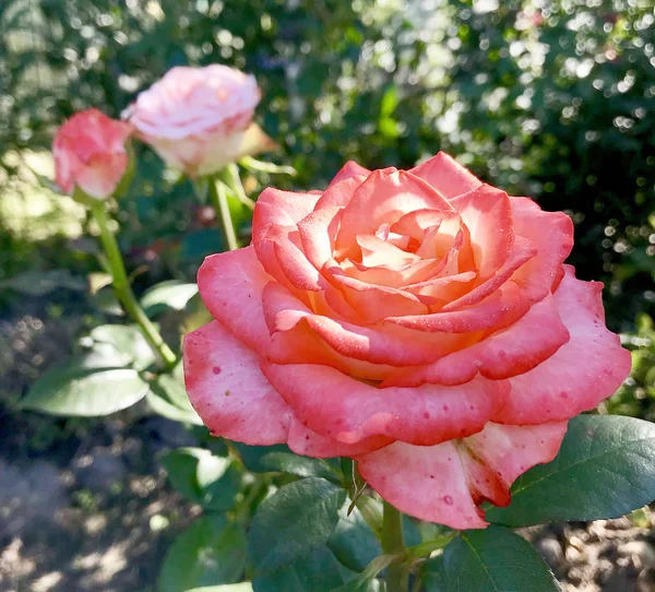 Blooming flower rose with green leaves, living natural nature, unusual ...