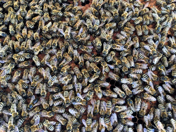 Beehive formation Stock Photos, Royalty Free Beehive formation Images ...