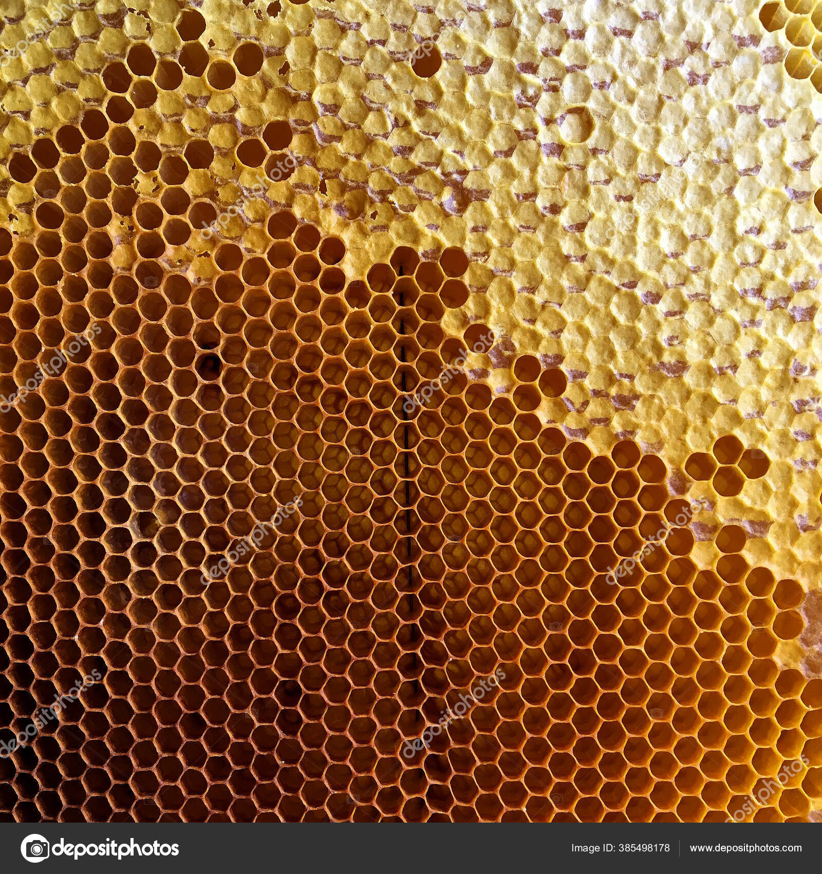 Real Beehive Hexagon