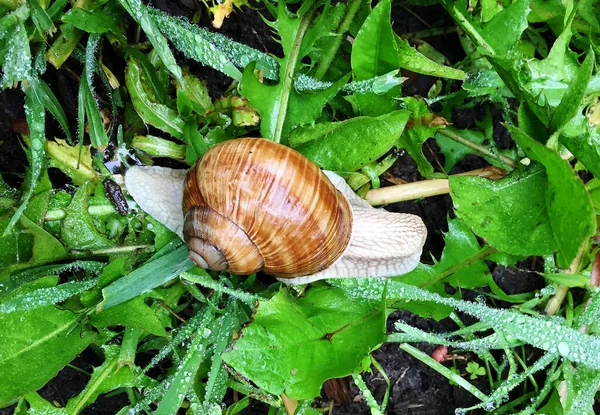 Small garden snail in shell crawling on wet road, slug hurry home ...