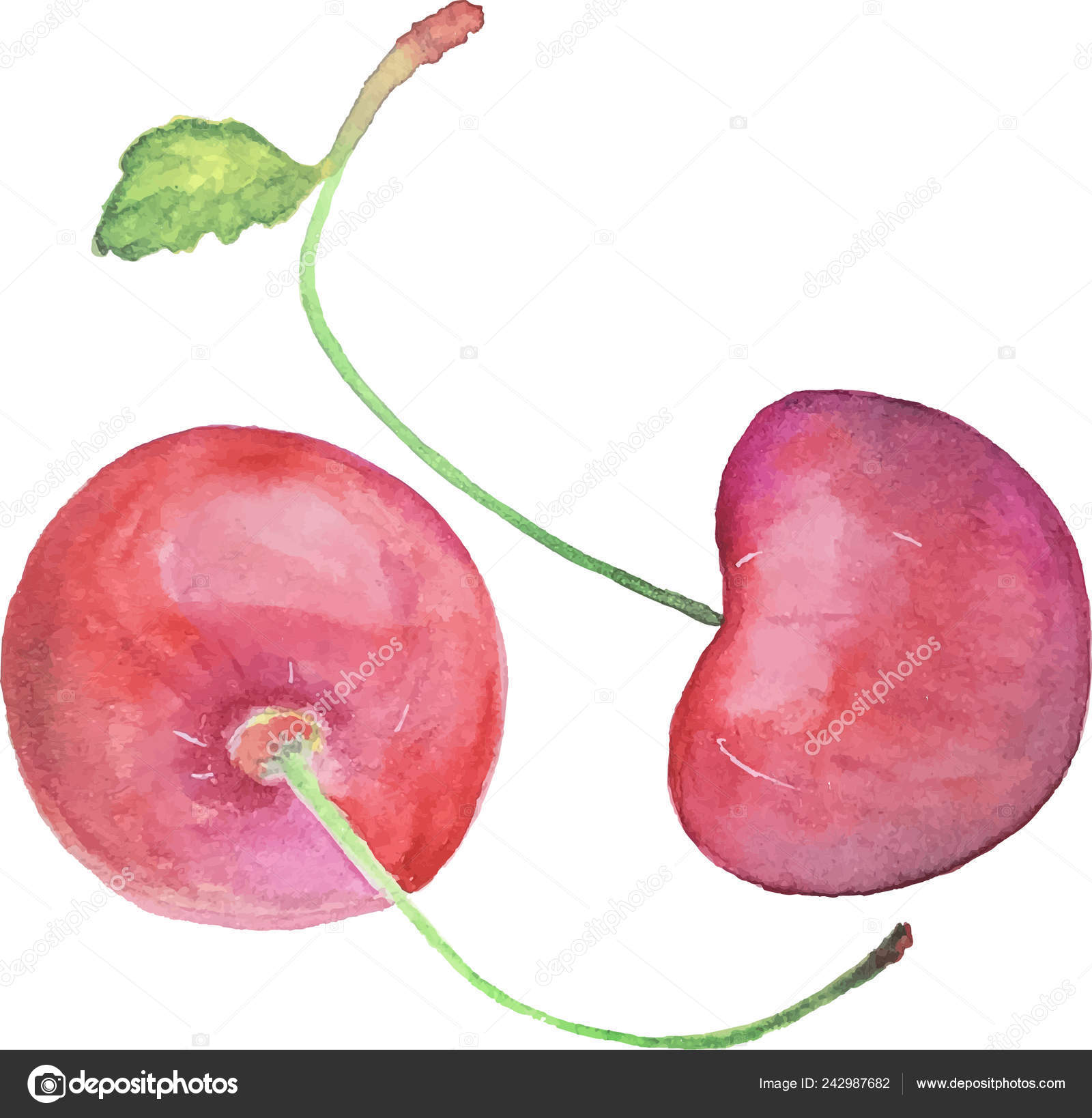 Watercolor Vivid Drawings Vector Stock Illustration by ©oksiartBOS ...