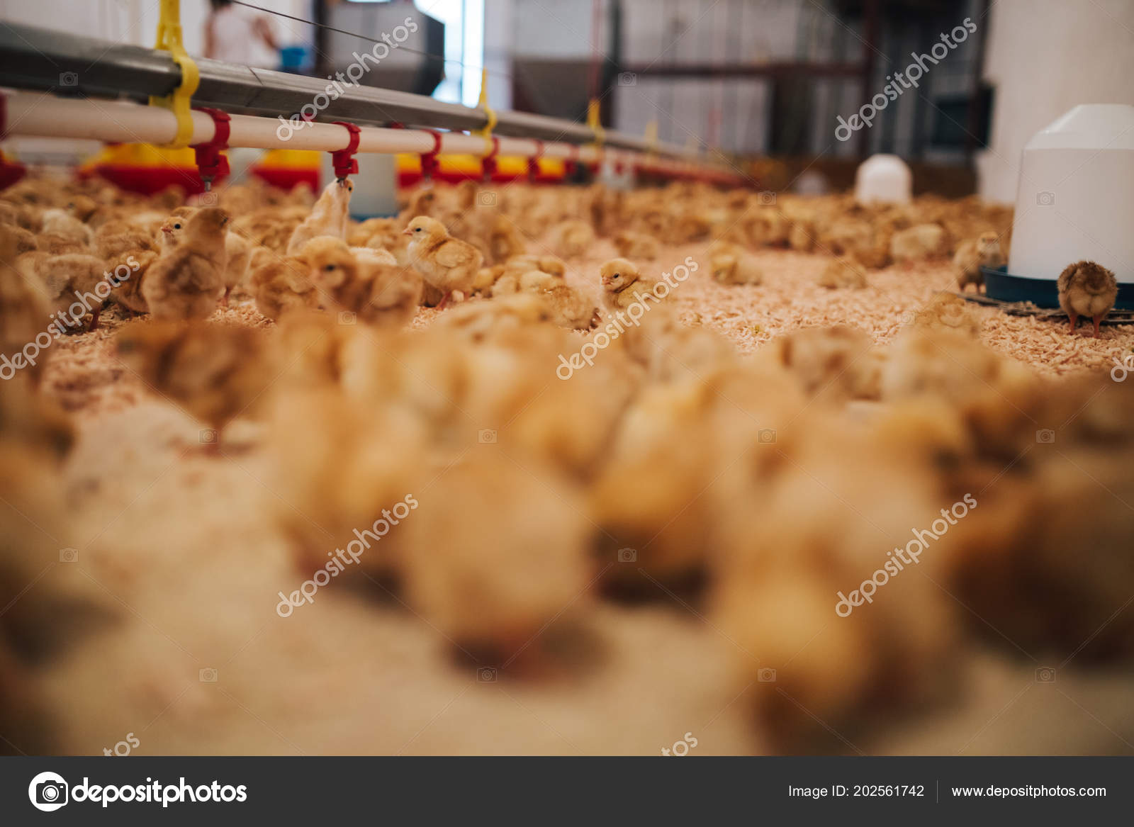 Little Yellow Chicks Chicken Farm Selective Focus Short Depth Field ...