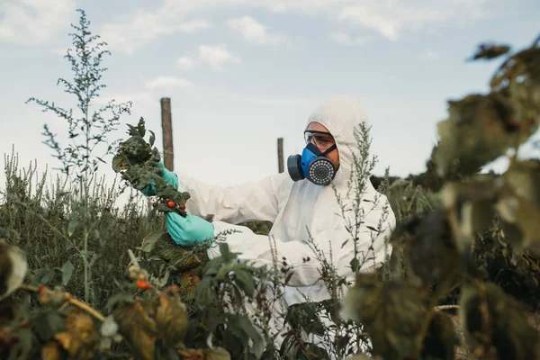 Weed control Images - Search Images on Everypixel