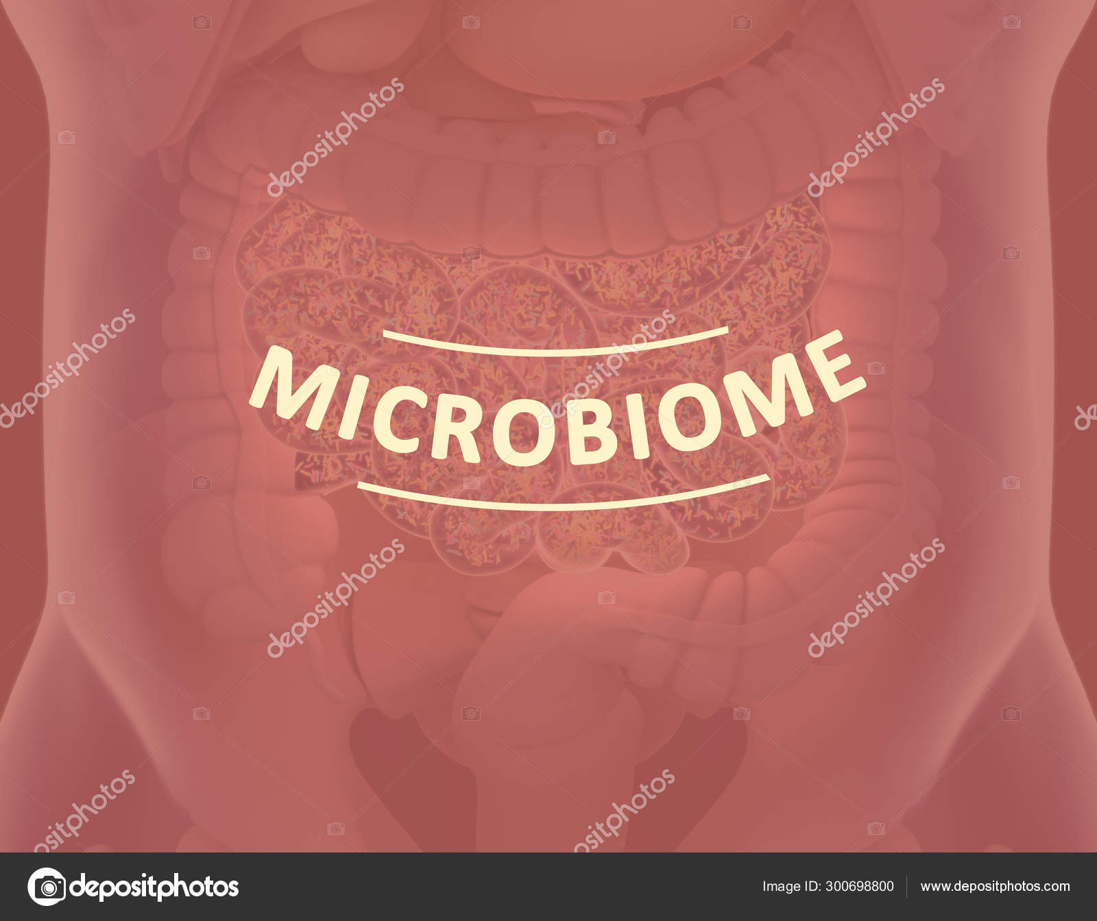 Bacterias intestinales, microbioma. Bacterias dentro del intestino ...