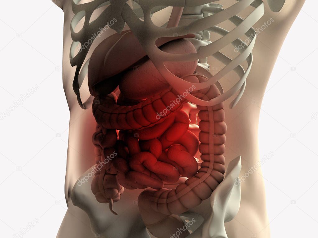 Anatomía digestiva intestinal humana. Ilustración 3D 2023