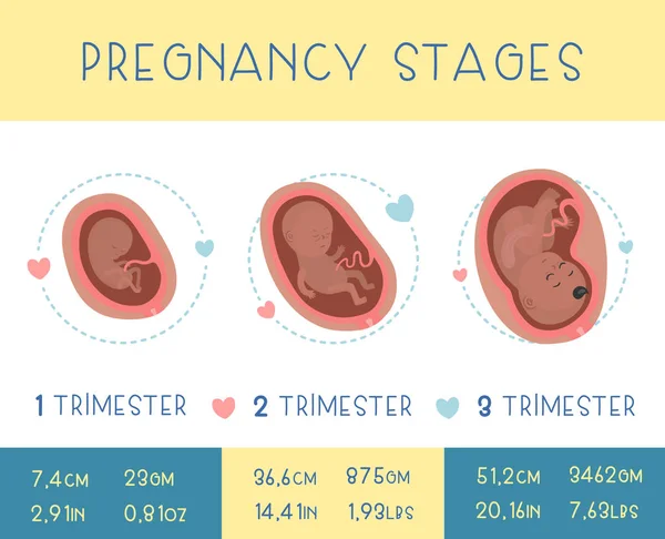 Insulin secretion vector illustration. Biological pancreas function ...