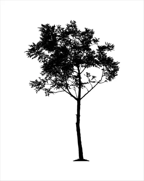 Tree Silhouette Isolated White Background Stock Vector by ©bakzero ...