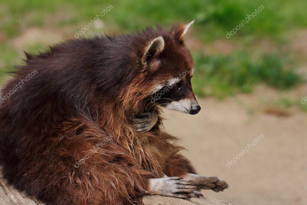 Sentado mapache común en el árbol truk 2023