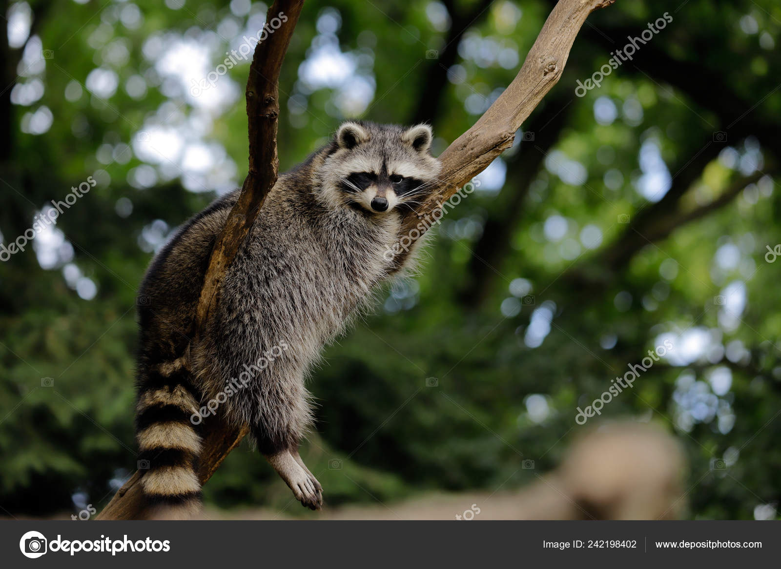 Full Body Relaxing Common Lotor Procyon Raccoon Tree Branch Photography ...