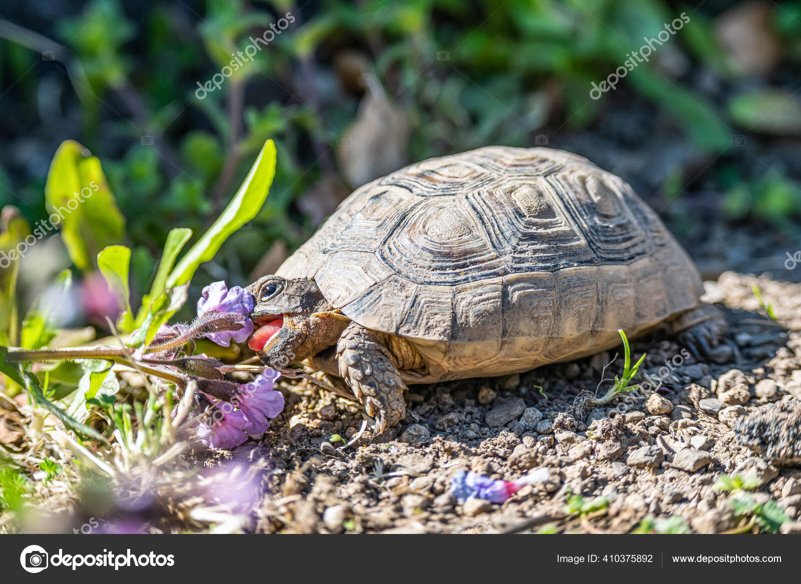 Baby Turtle Eating Flower