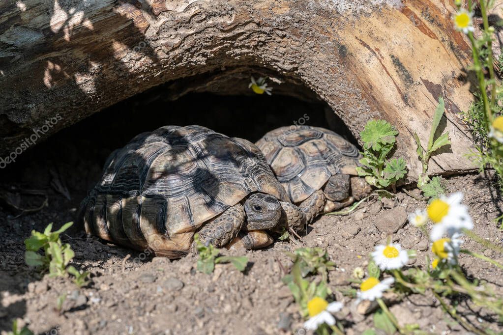 "Маленькие писи крупным планом"