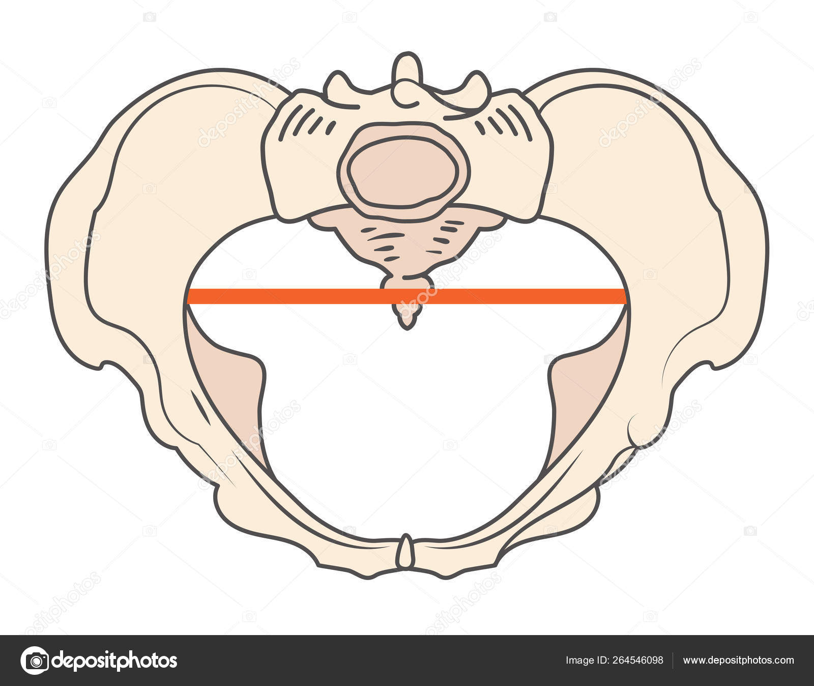안드로이드 골반