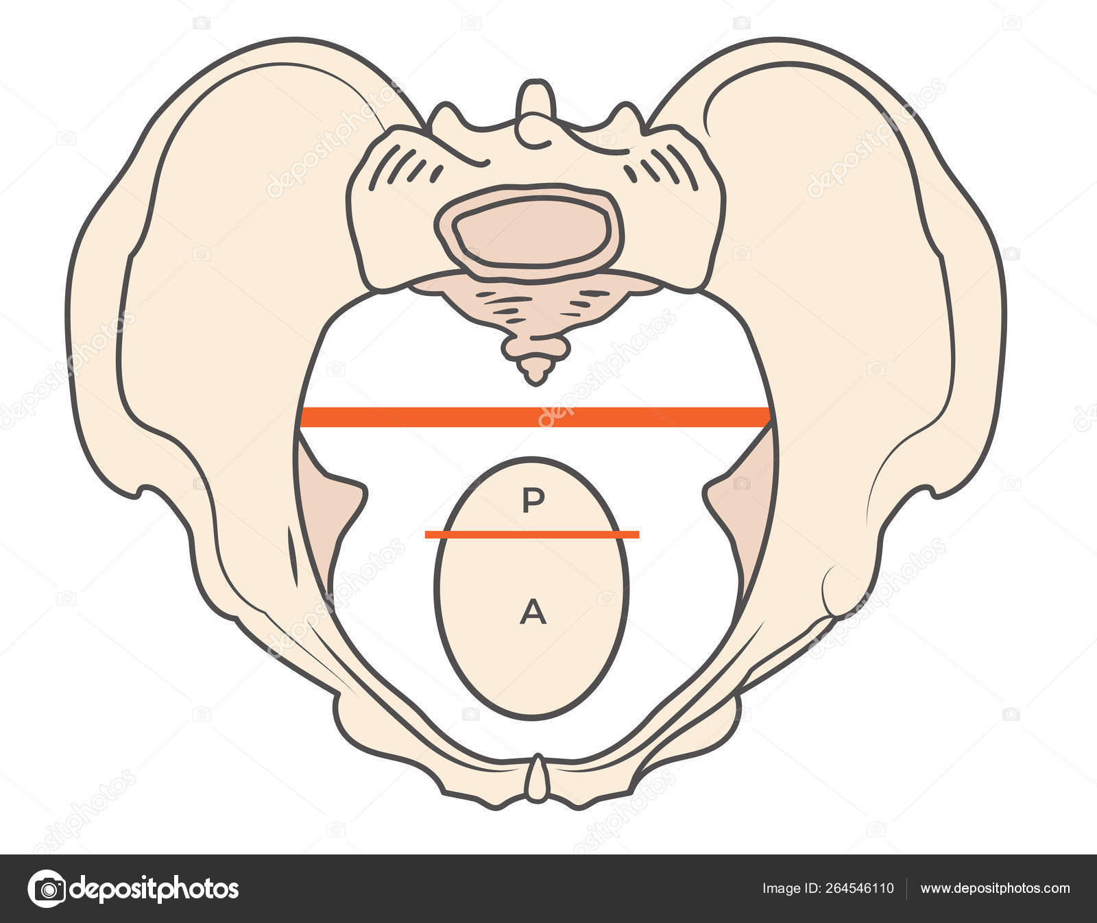 Forma de pelvis antrópica con forma redonda ovalada Vector de stock ...