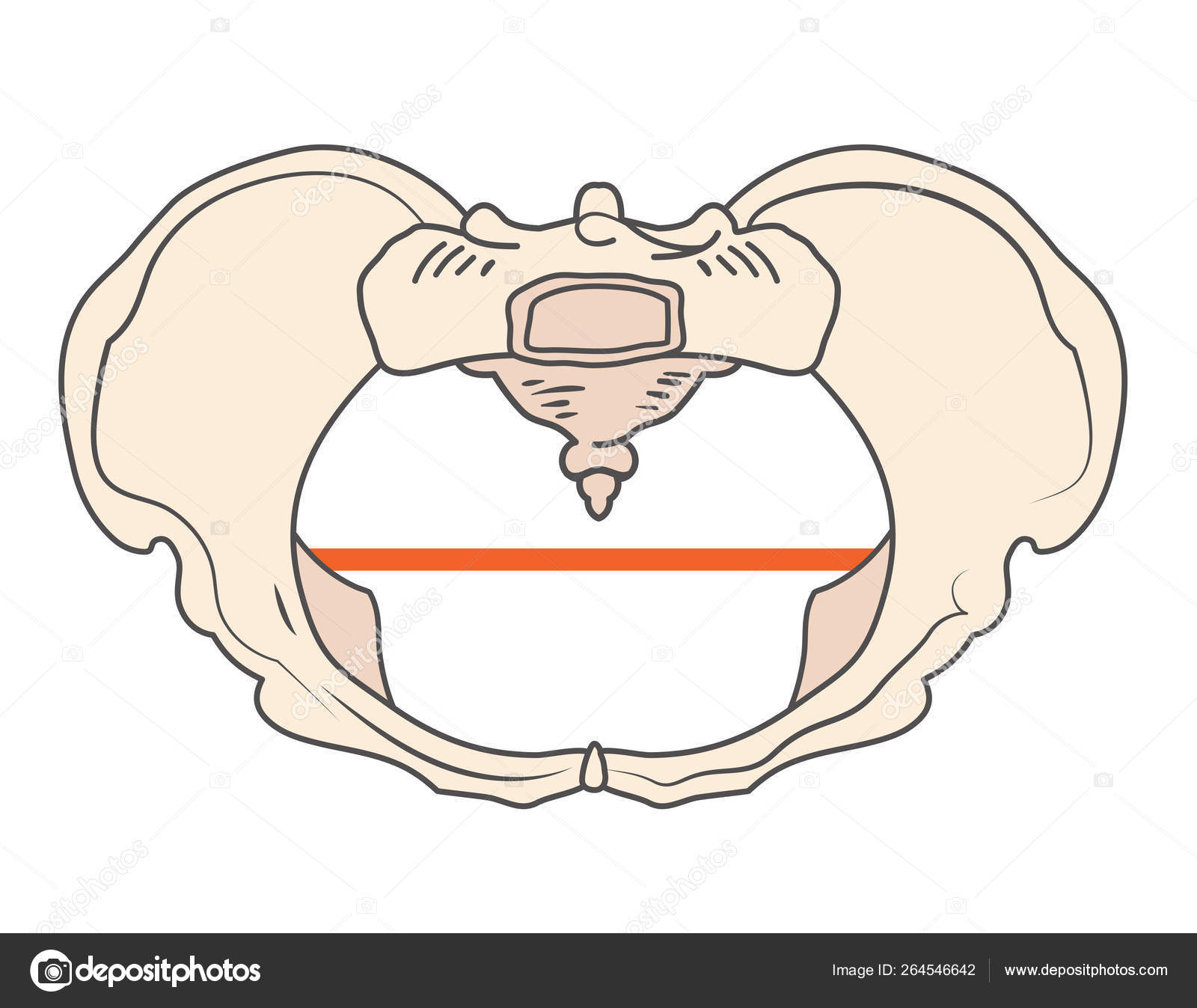 Platypoid or Platypelloid Pelvis Shape w Round or Circular shape Stock ...