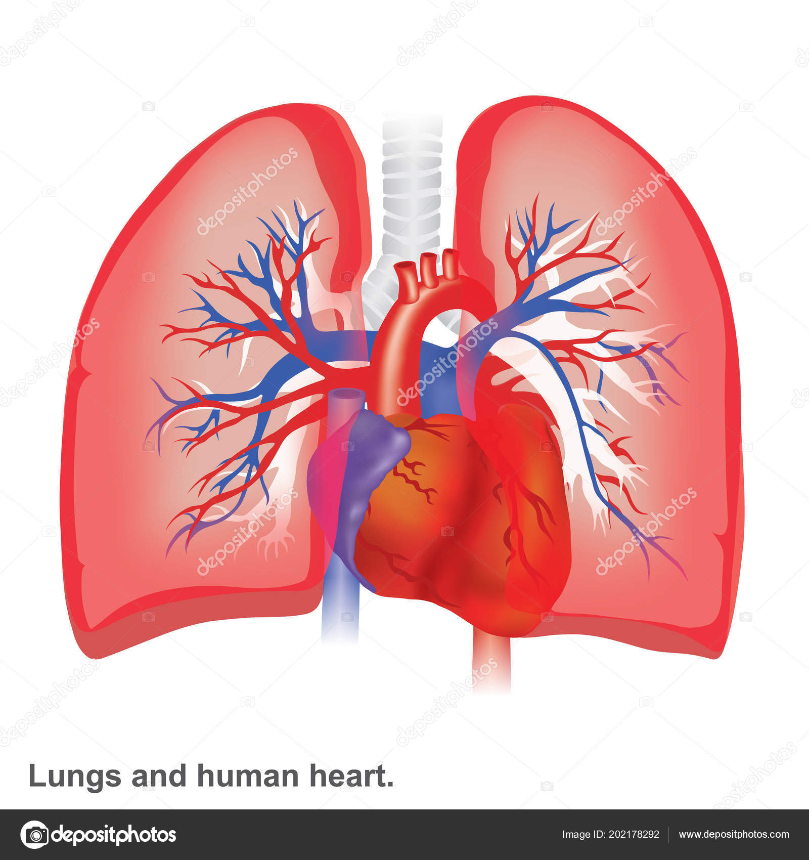 Tegning Av Menneskelige Lunger Ren Veiledning Til Teknisk Forskrift