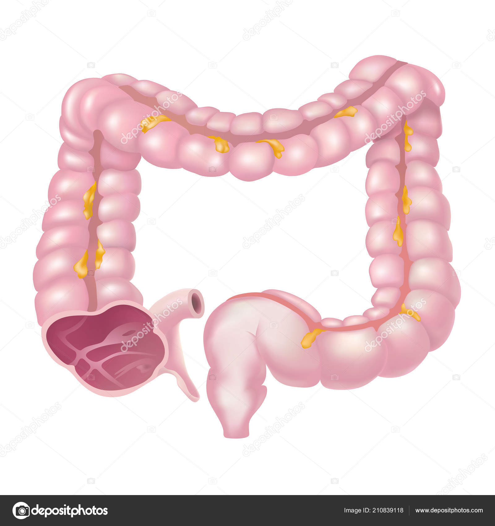 Large Intestine Illustration