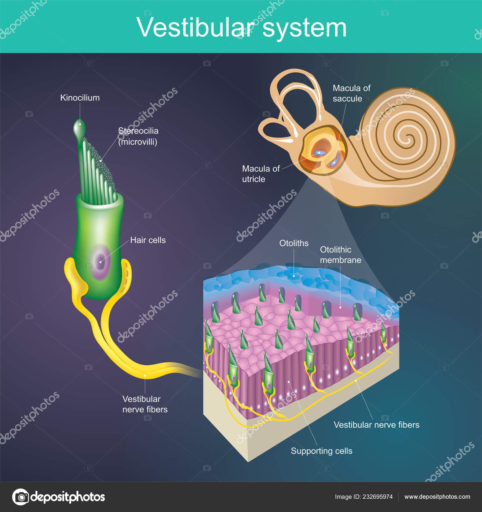 Vestibular System Diagram