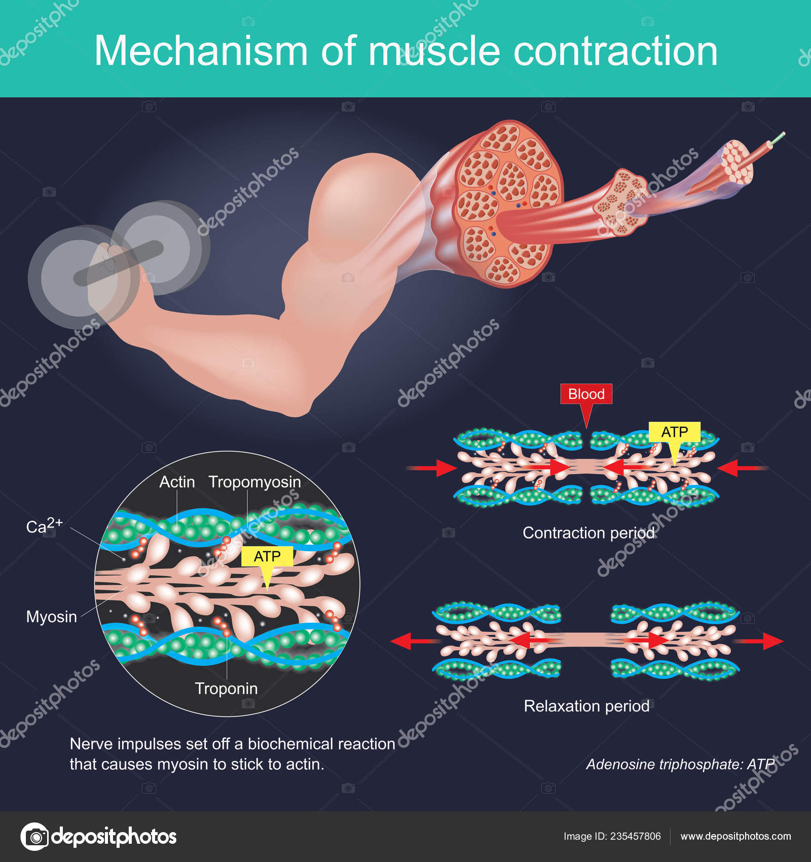 Pictures Of The Large Muscle Contraction