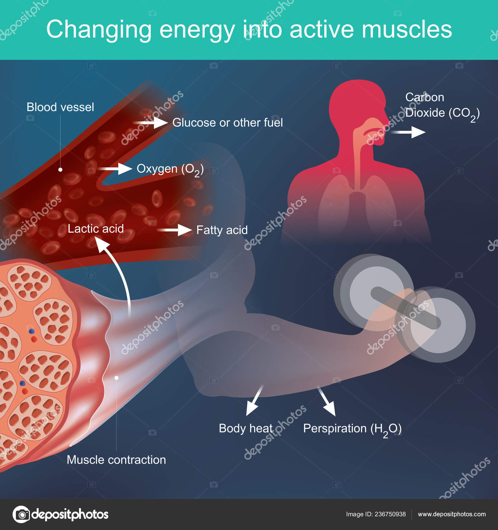 Body Use Nutrients Provide Energy Exercising Based Factors Blood System ...