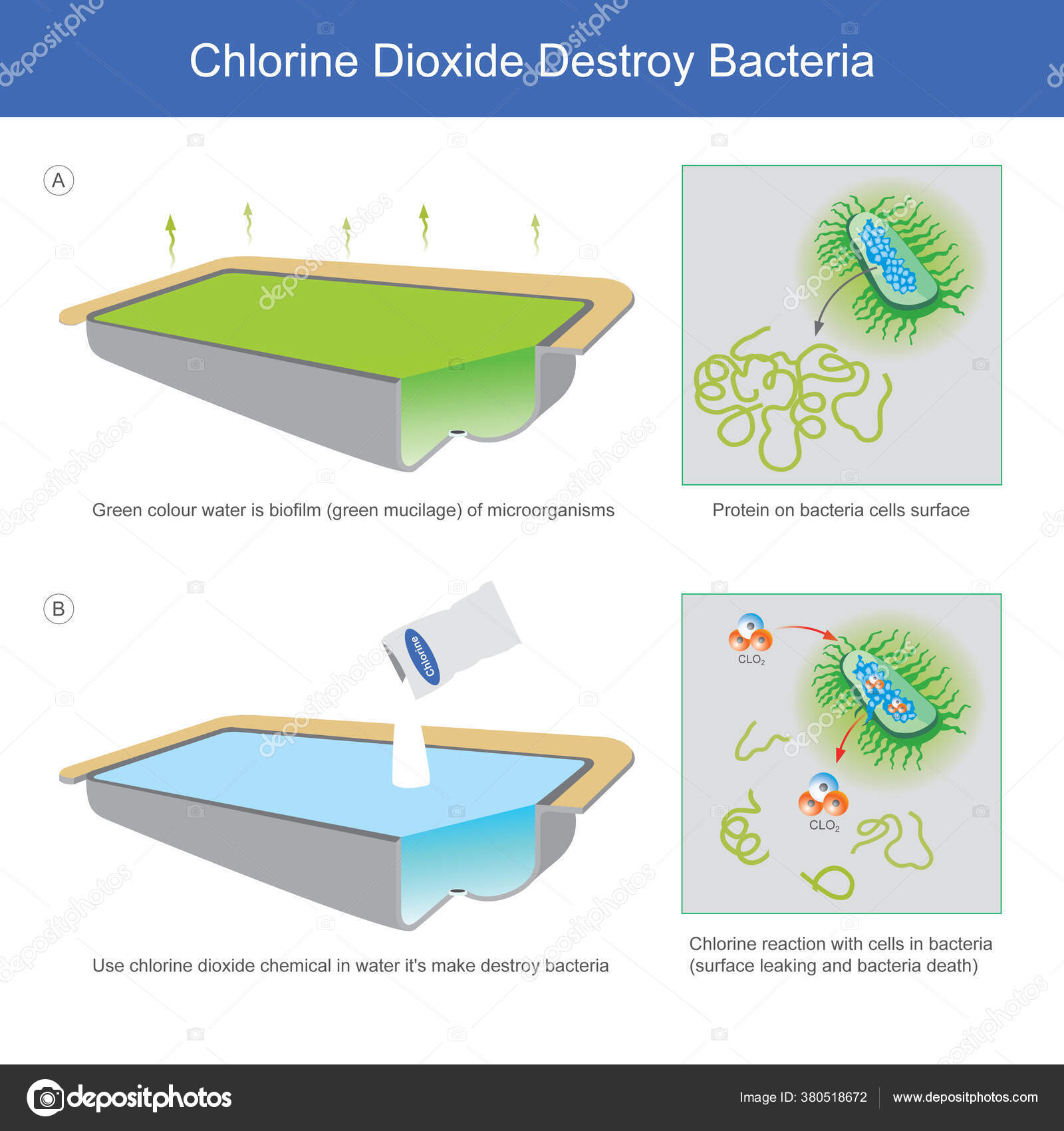 Chlorine Dioxide Destroy Bacteria Illustration Explain Water Sources ...