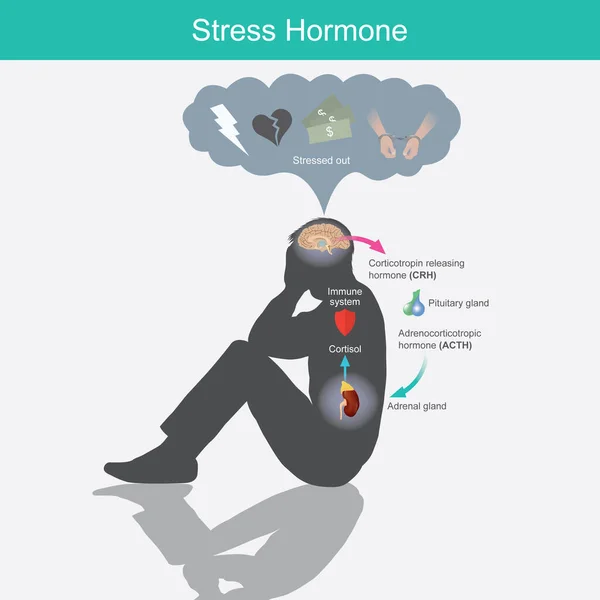 16,868,075 Stress response Vector Images | Depositphotos