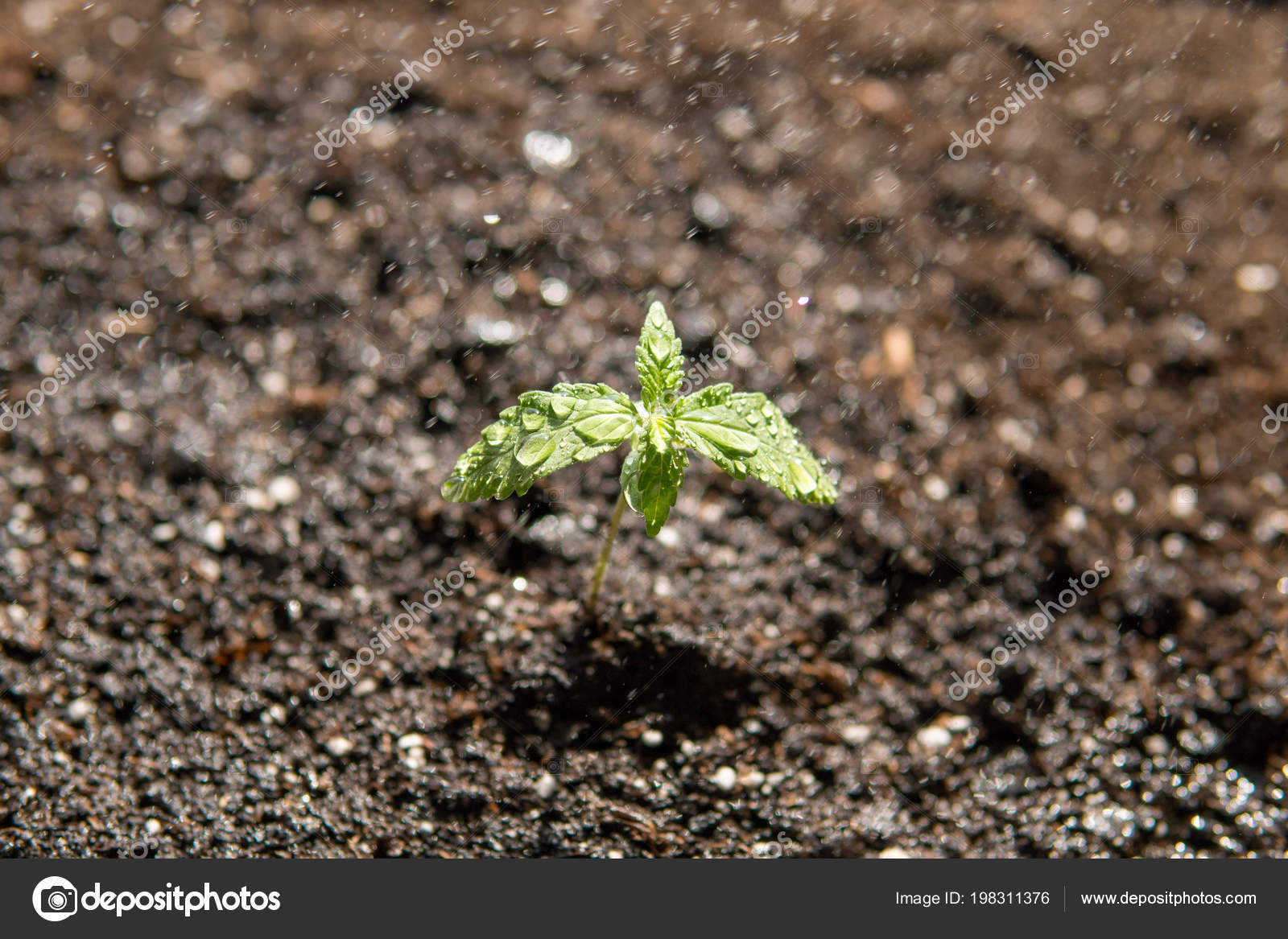 A small plant of cannabis indoor marijuana for medical purposes ...