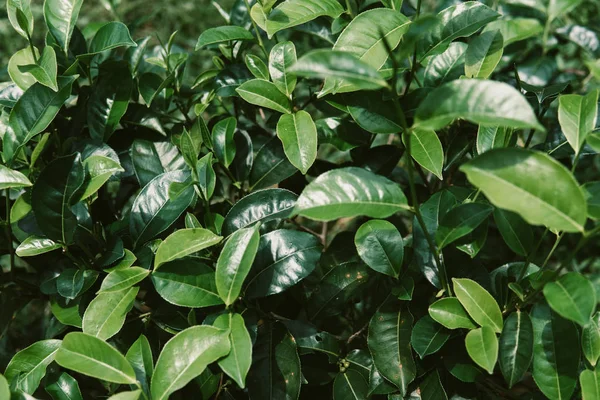 Tea leave in the field close up green background - Stock Image - Everypixel