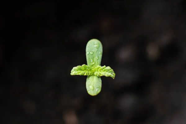 Micro plant Stock Photos, Royalty Free Micro plant Images | Depositphotos