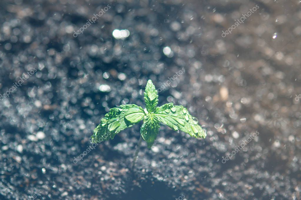 Una plántula de cannabis de planta pequeña. cultivo en una marihuana ...