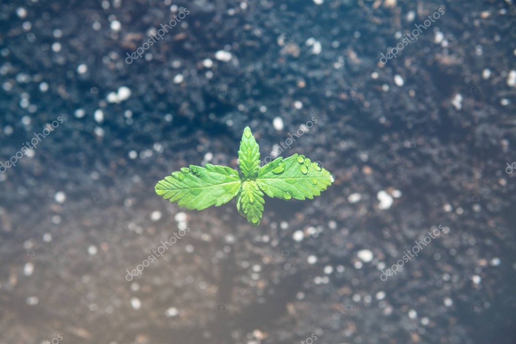 Una plántula de cannabis de planta pequeña. Macro La etapa del cáñamo ...
