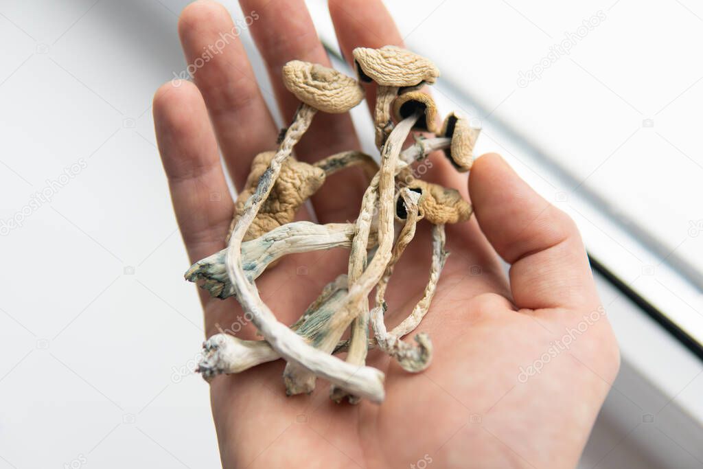 Fondo blanco. Droga psicodélica. Psilocybe cubensis seca en la mano ...
