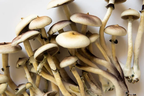 Investigación médica de la psilocibina. Psilocybin cubensis hongo ...
