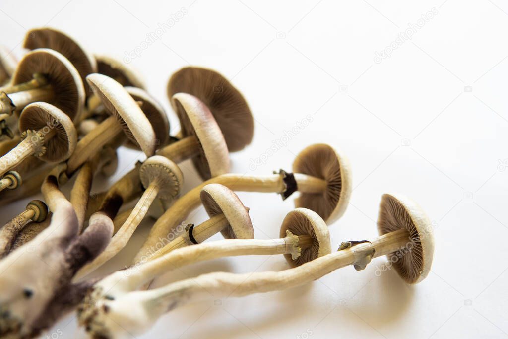 Champiñón fresco de Psilocybin. Droga psicodélica alucinógena. Hongos ...
